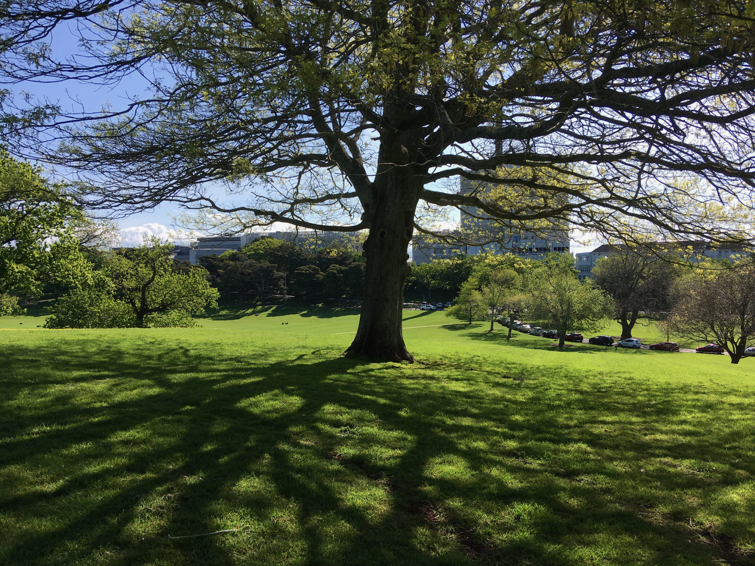 Auckland Domain Pukekawa trees and shade - Greater Auckland